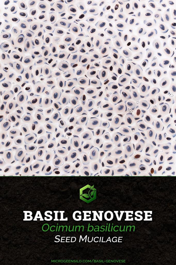 How To Grow Basil Genovese Microgreens Quick & Easy