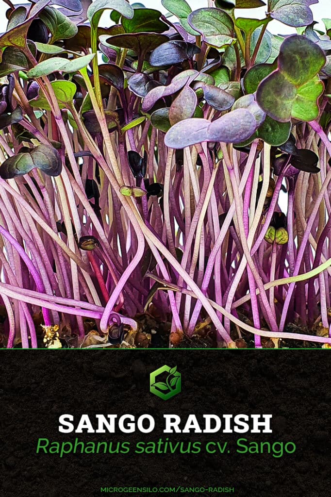 How To Grow Sango Radish Microgreens Quick & Easy