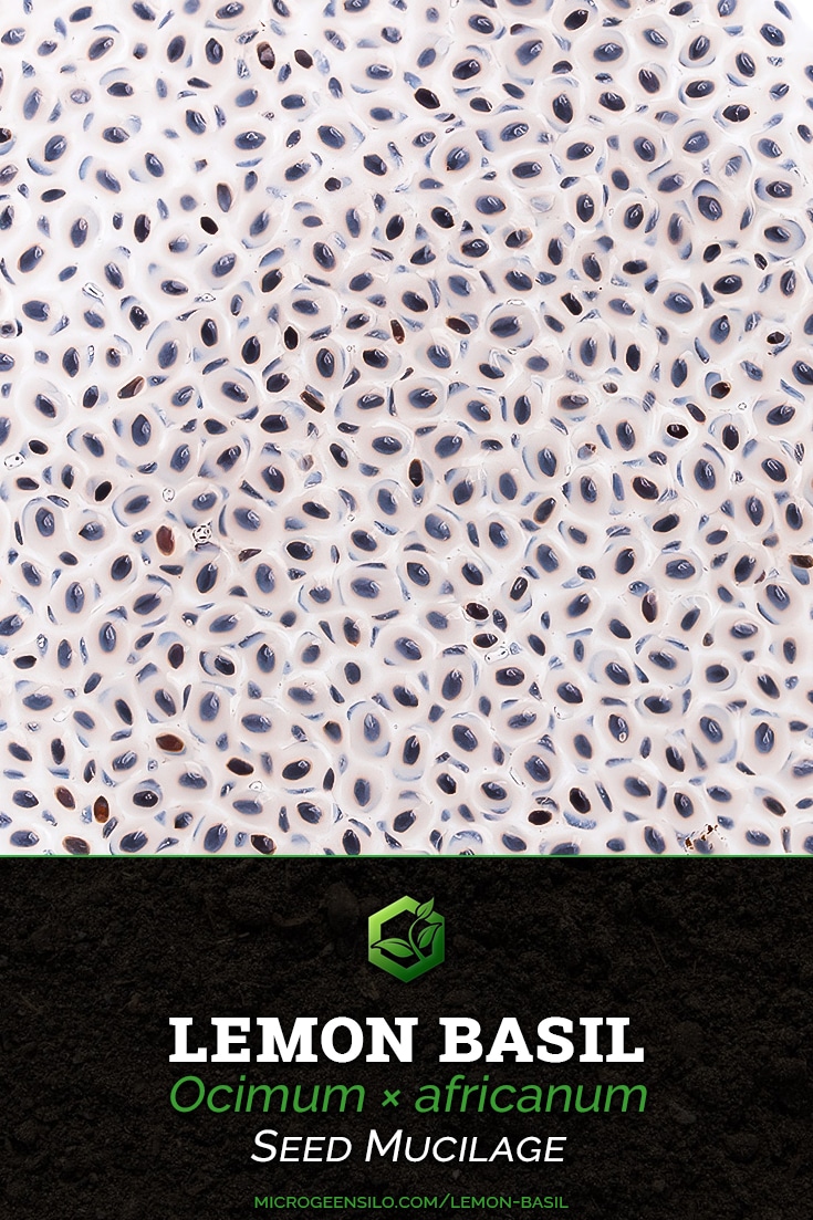 How To Grow Lemon Basil Microgreens Quick & Easy