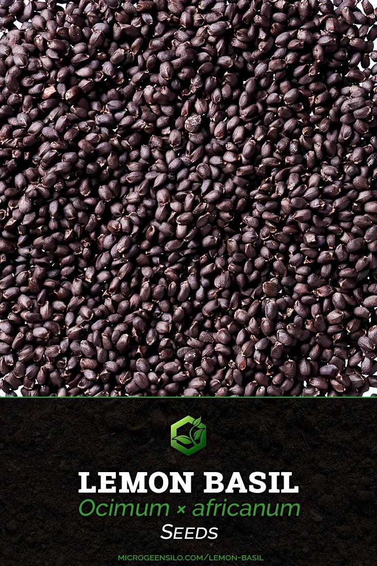 How To Grow Lemon Basil Microgreens Quick & Easy