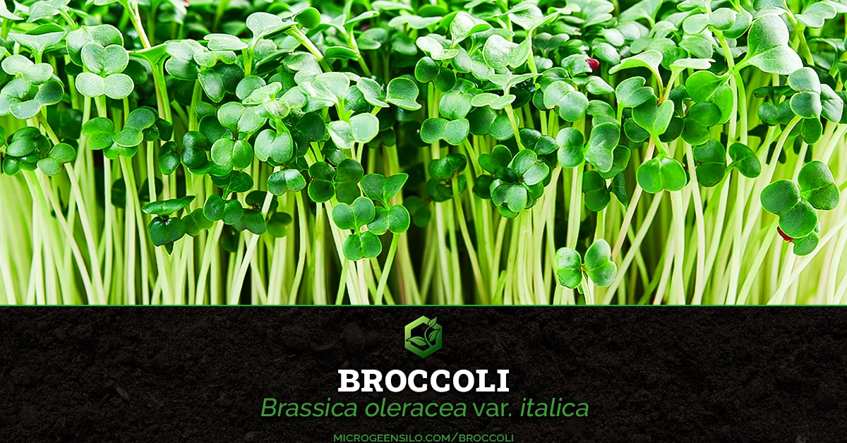 How To Grow Broccoli Microgreens Quick & Easy