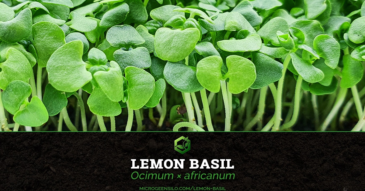How To Grow Lemon Basil Microgreens Quick & Easy