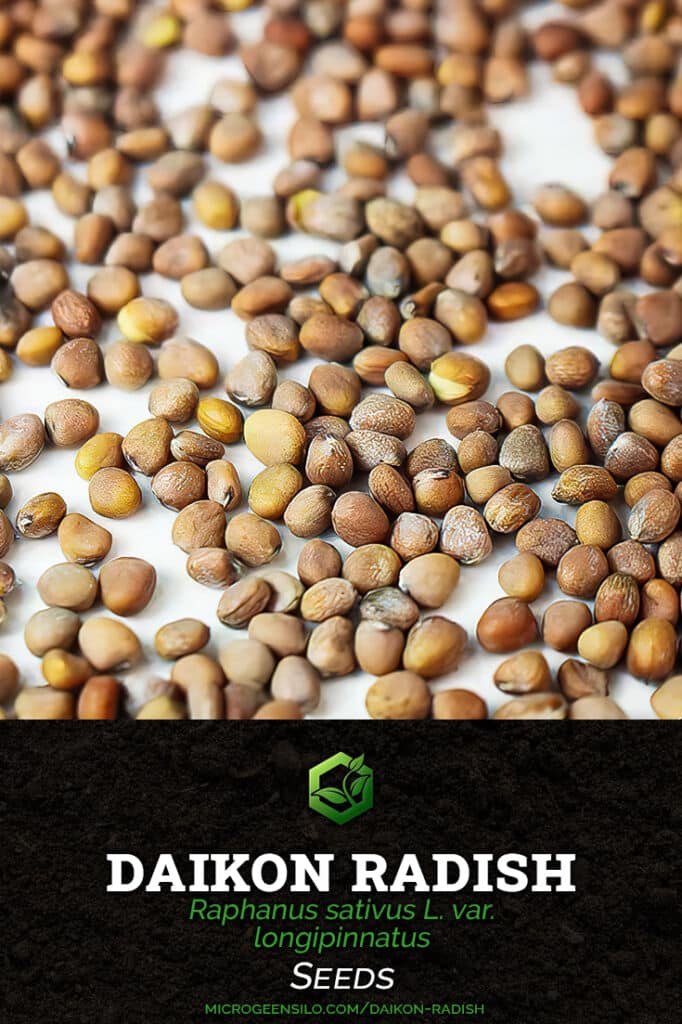 How To Grow Daikon Radish Microgreens Quick & Easy