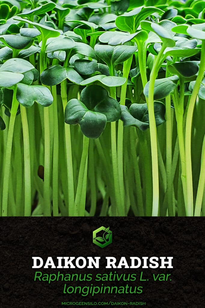 How To Grow Daikon Radish Microgreens Quick & Easy